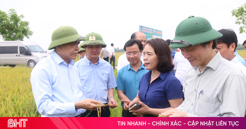 Chủ tịch UBND tỉnh kiểm tra tiến độ thu hoạch lúa xuân ở Can Lộc