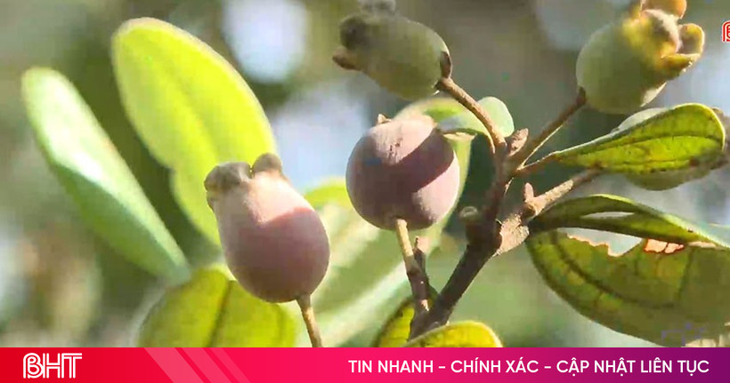 Một sớm mai trên đồi sim chín