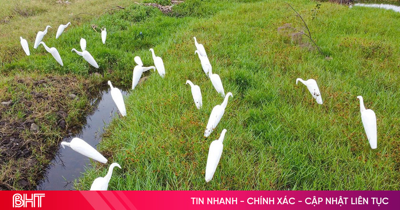 Tái diễn tình trạng săn bắt chim trời ở Đồng Tiến