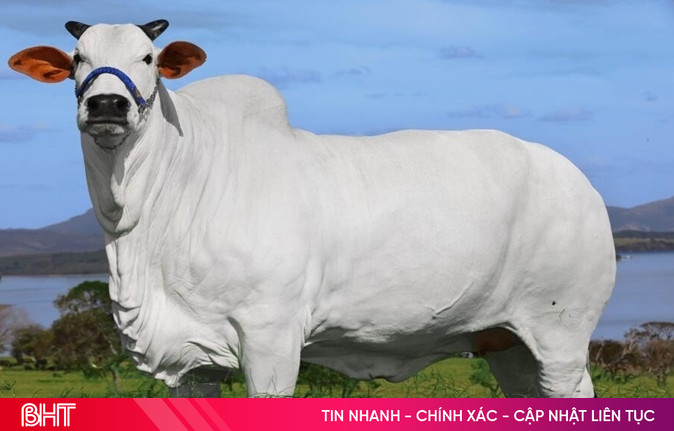 Nguồn gốc của con bò đắt nhất thế giới