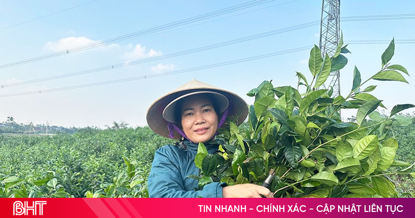 Giá chè xanh tại Hà Tĩnh tăng cao