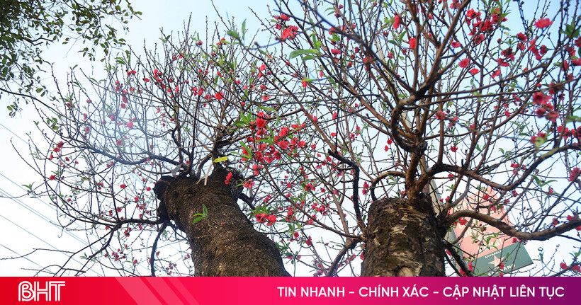 Ngắm đào cổ thụ, bưởi cảnh khoe sắc ở chợ hoa lớn nhất Hà Tĩnh