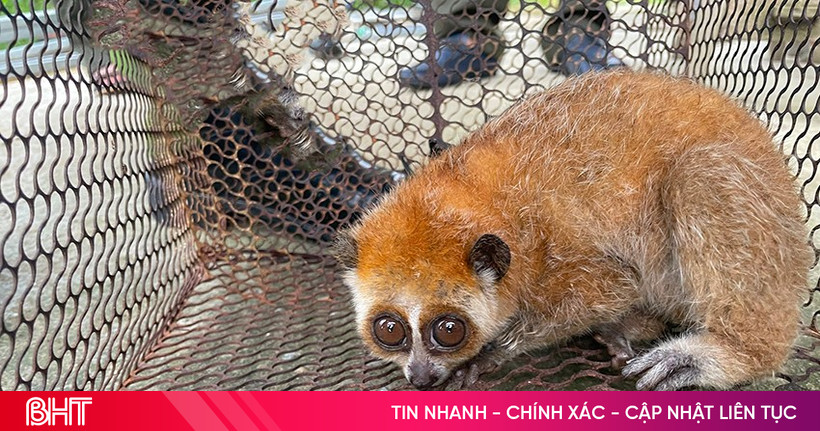 Người dân giao nộp cá thể cu li quý hiếm cho lực lượng chức năng