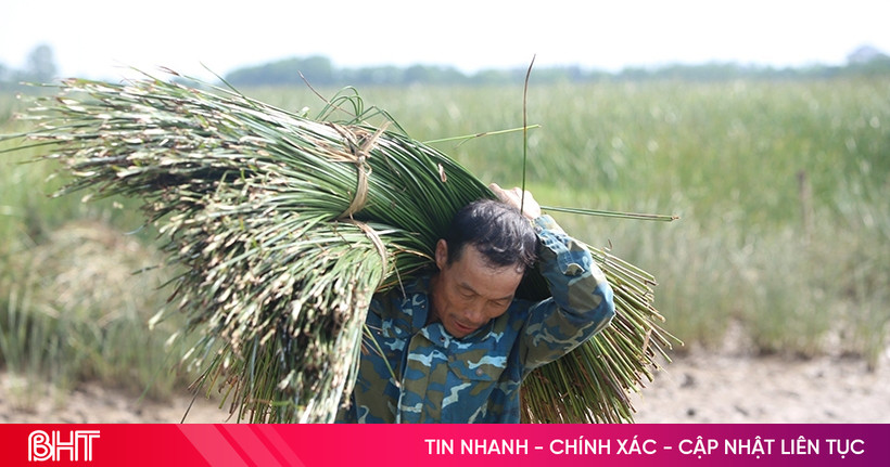 Vụ cói kém vui của người dân “ốc đảo" Hồng Lam