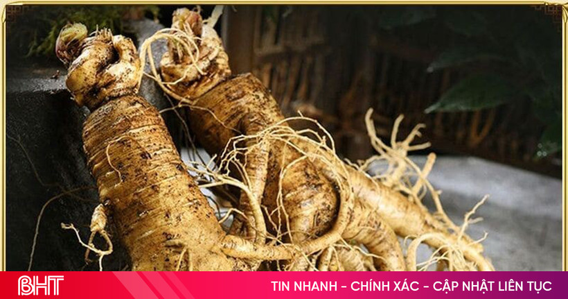 Nhân sâm Hàn Quốc KGIN và những thành tựu sau 6 năm phát triển