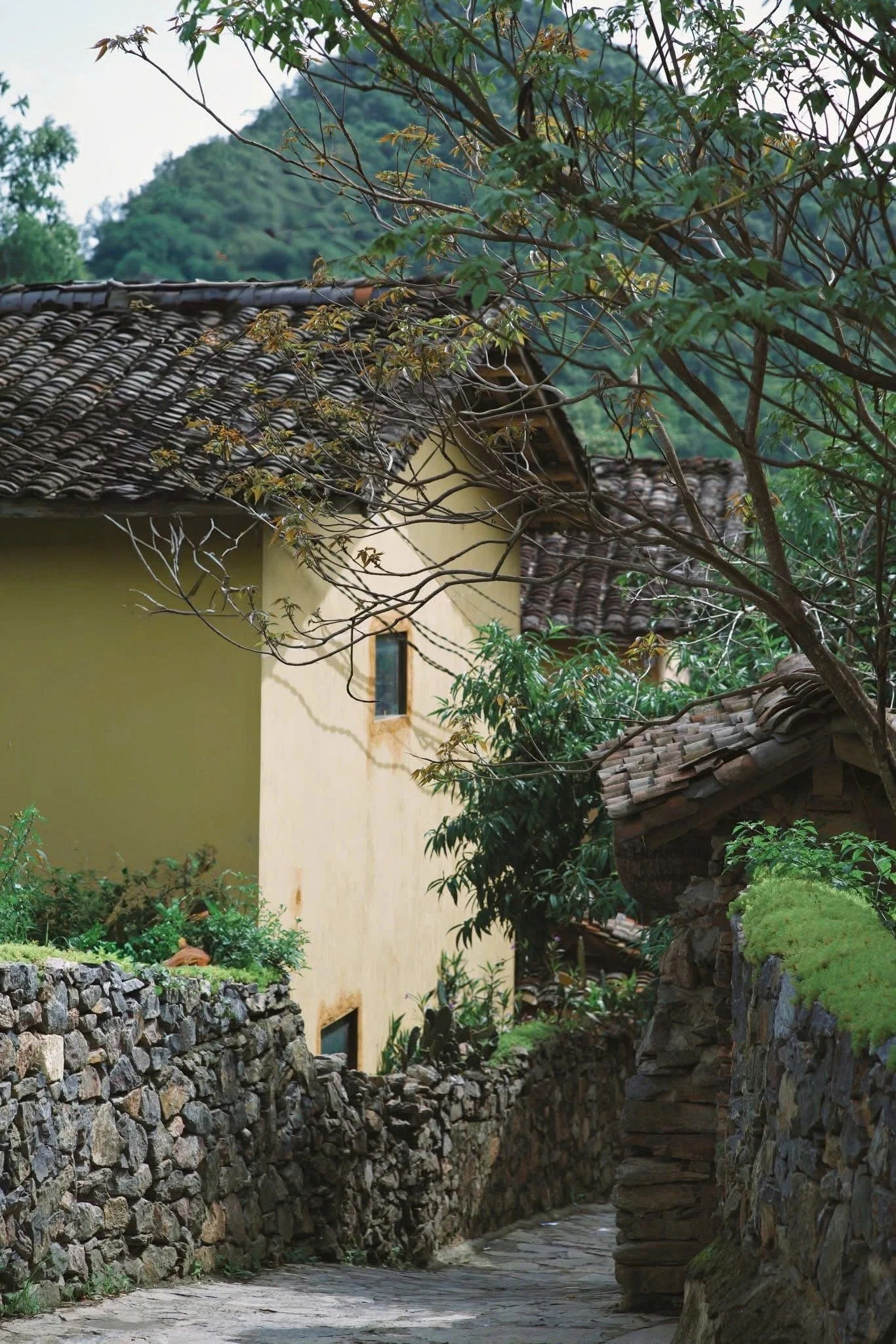 Vì sao cây hồng ở Hà Giang 'khổ nhất thế giới'?