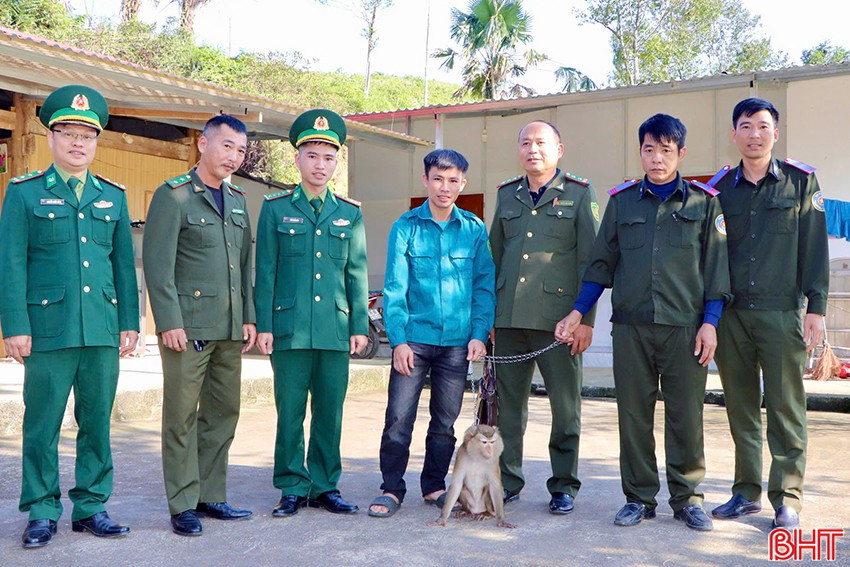 Bàn giao cá thể khỉ quý hiếm cho Vườn Quốc gia Vũ Quang